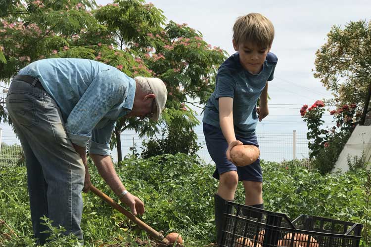 COLLITA I CAMP D'APRENENTATGE DE LES PATATES - TOTLLEIDA